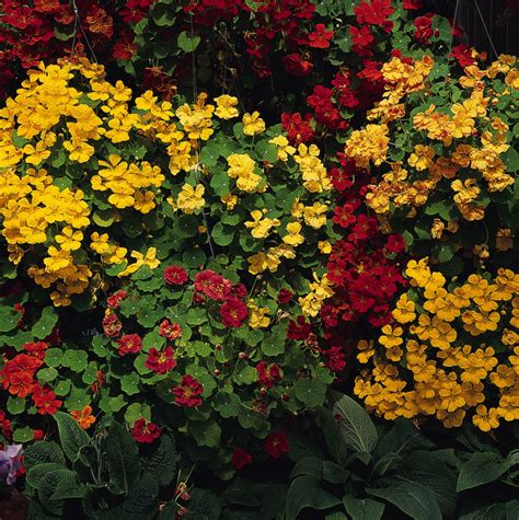 Nasturtium Trailing Mix Milaegers