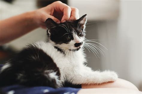 손으로 쓰 다듬어 귀여운 고양이 아침 빛에 여자 다리에 앉아 여자 애 무 사랑 스러운 흑인과 백인 새끼 고양이 재미 감정과 수염