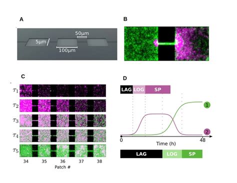 Ecological Succession Wikipedia