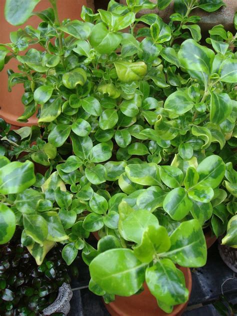 Photo Of The Entire Plant Of Mirror Plant Coprosma Repens Taupata