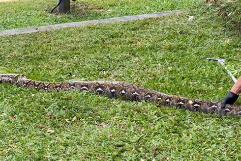 Huge Python Weighing 19kg Was Found In Singapore This Week