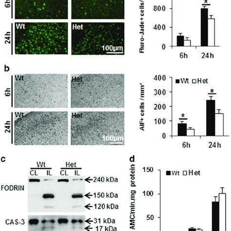Expression Of Mitochondrial Intermembrane Space Proteins A Download Scientific Diagram