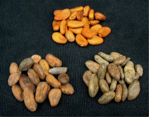 Unfermented And Fermented Cocoa Beans Mexican Lavado Beans Top