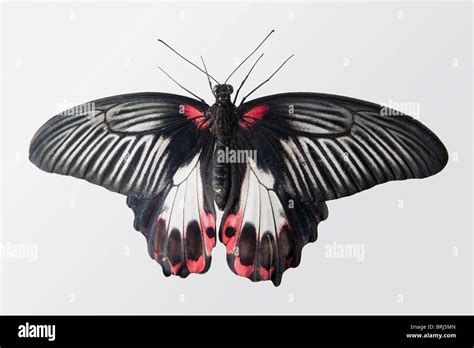Beautiful Black White And Red Butterfly Stock Photo Alamy
