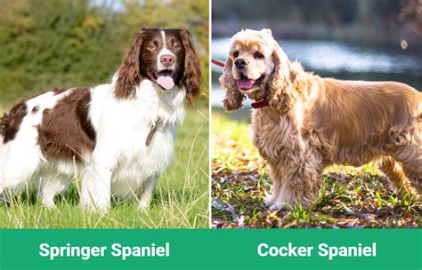 Springer Spaniel Vs Cocker Spaniel Key Differences With Pictures