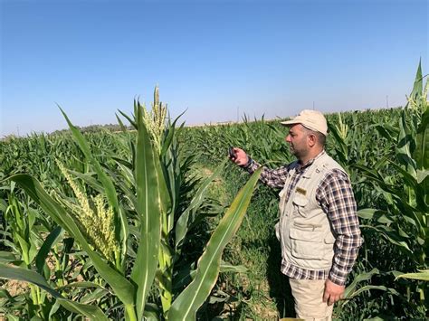 الزراعة استمرار عمليات التفتيش الحقلي لمحصول الذرة الصفراء في صلاح الدين