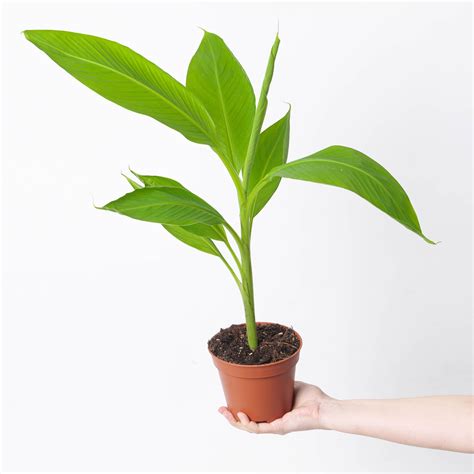 Musa Siam Ruby Plants