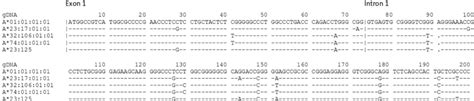 Partial Nucleotide Sequence Alignment Of The Exon 1 Intron 1 Sequences Download Scientific