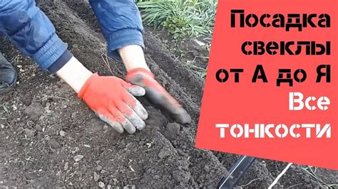 Посадка свеклы от А до Я Все тонкости Огород дяди Вовы Youtube