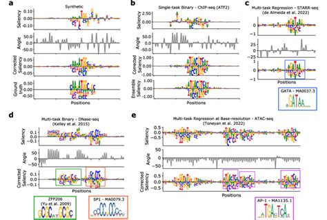 Visualizing The Gradient Correction Sequence Logo Of The Uncorrected