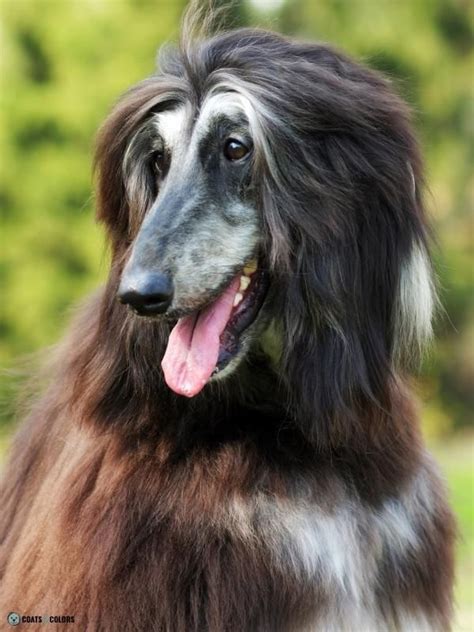 Afghan Hound Coat Colors Coats And Colors