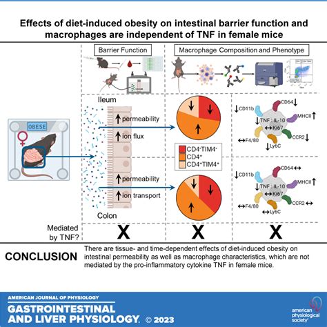 Macrophages Function