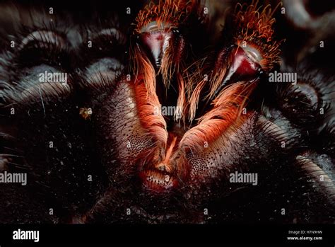 Tarantula Theraphosidae Underside With Retracted Fangs Can Be Seen At