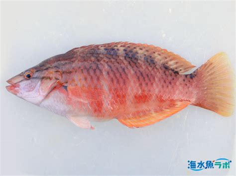 ホシササノハベラの飼育方法アクアリストよりも釣り人になじみ深いベラ 海水魚ラボ
