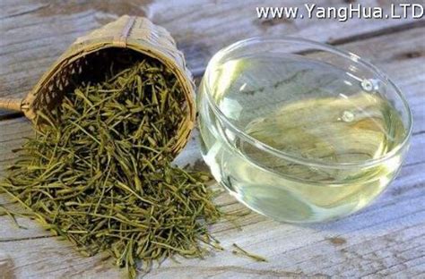 金銀花怎麼泡水喝，用金銀花泡茶喝的好處與禁忌 養花網
