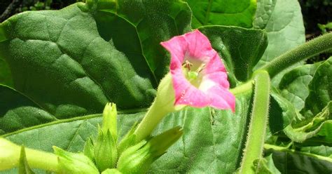 Aromaterapia QuÂntica Aromatologia E Aromacologia Óleo Absoluto De