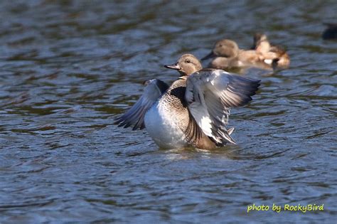 羽ばたくオカヨシガモ Gadwall Rockyの鳥撮り日記