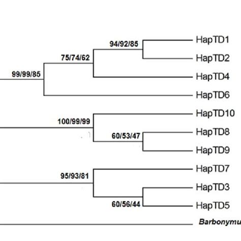 Maximum Likelihood Maximum Parsimonyneighbour Joining Dendogram