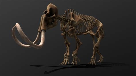 Mammuthus Primigenius Skeleton Deep3dsea