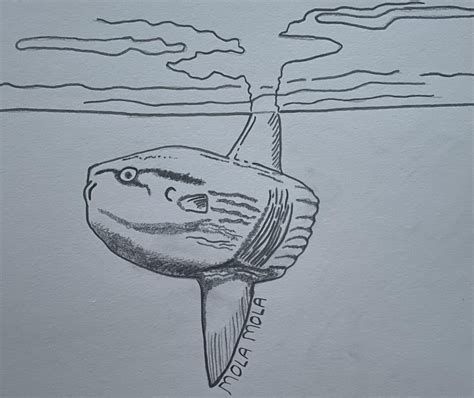 Hows My Ocean Sunfish Rdrawing
