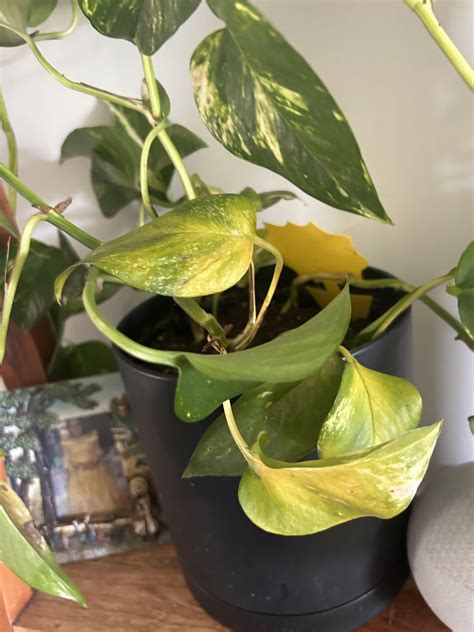 Pothos Leaves Turning Yellow Rplants