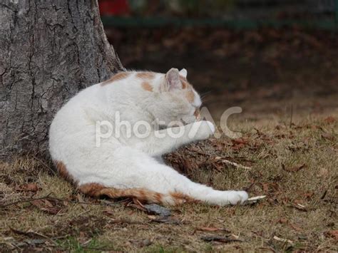 かわいい猫のしぐさ・くつろぐ猫ちゃん No 25732155｜写真素材なら「写真ac」無料（フリー）ダウンロードok