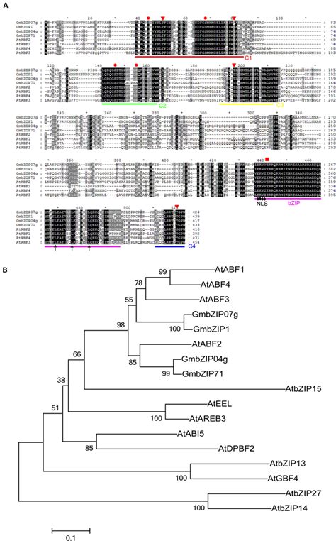 Amino Acid Sequence Alignment And Phylogenetic Analysis Of Gmabfs A
