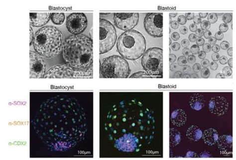 Blastocyst Stem Cells