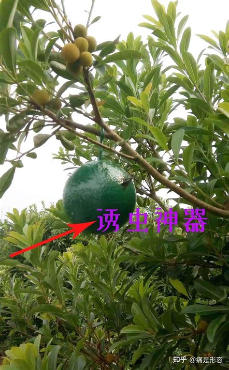 湖南怀化靖州杨梅几月份成熟？ 知乎