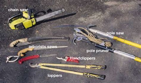 Common Tools For Pruning Trees Shrubs And Ground Covers Download Scientific Diagram