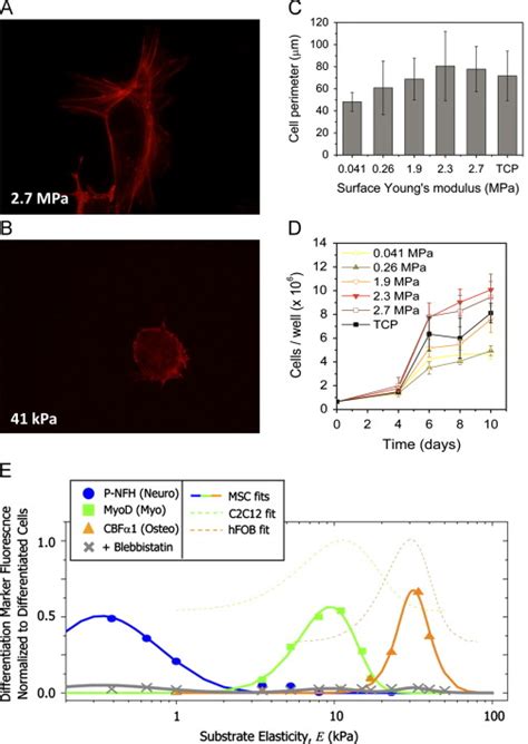 Substrate Stiffness Affects The Morphology Division And Download