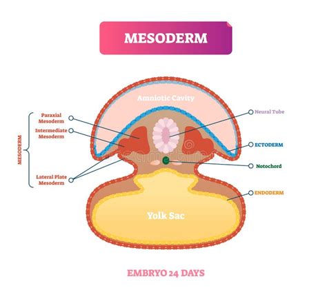 Ejemplo Mesodermo Del Vector Diagrama Médico Etiquetado Con La Estructura Del Embrión