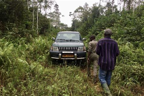 Logging Done Sustainably Doesnt Have To Harm Ecosystem Services Study Finds