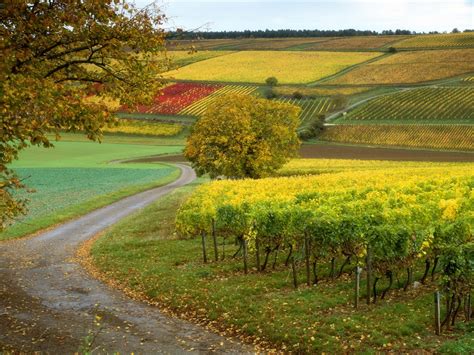 포도원 농장 가을 배경 화면 1024x768 배경 화면 다운로드