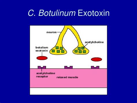 Ppt Anaerobes Powerpoint Presentation Free Download Id2971015