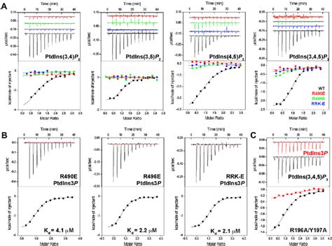 Mutational Analysis Confirms The Putative Ptdins P Binding Site On The