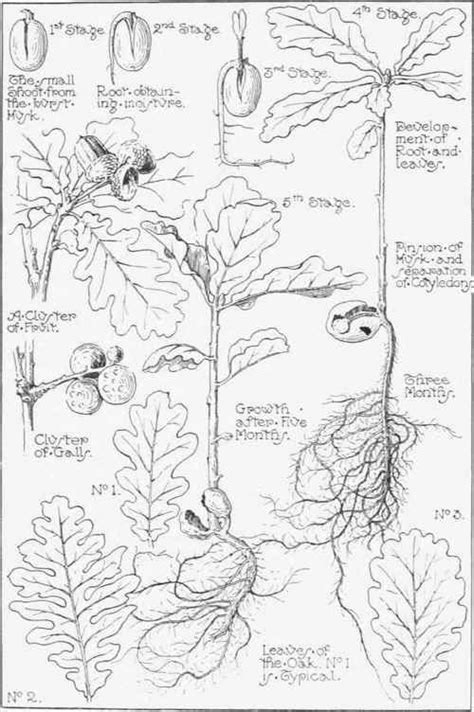 Hand Drawn Leaf And Tree Identification For Nature Journal
