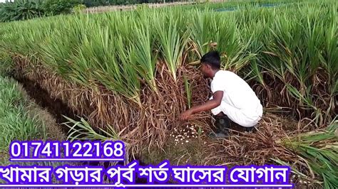 পরিপক্ক ঘাসের কাটিং সংগ্রহ করুন Youtube