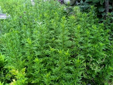 Foraging Mugwort Bucks County Foodshed Alliance