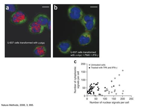 Proximity Ligation And Rca Ppt