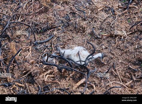 Sheeps Wool Caught In A Burnt Patch Of Gorse And Heather On The Side