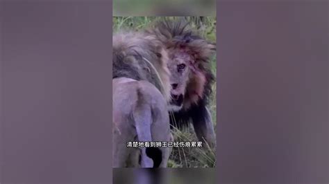 老獅王遭遇入侵無力抵抗 野生動物 Wildlife Lion 獅子 Nature Youtube