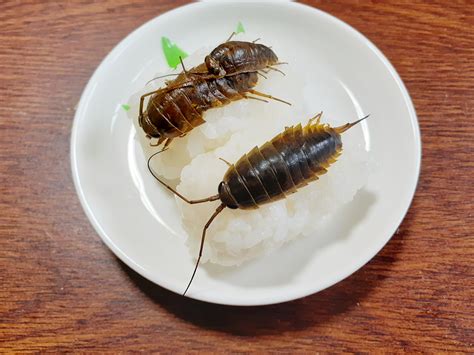 ゴキブリ を 食べる 虫