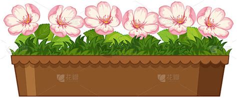 美丽的花在盆中在白色的背景