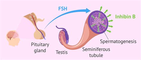 Hormones That Control Spermatogenesis