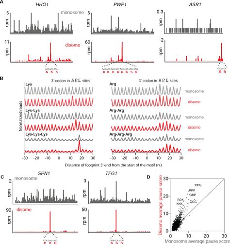 Figure 1 From Disome And Trisome Profiling Reveal Genome Wide Targets