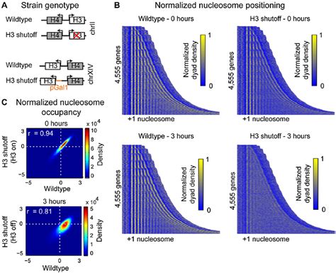 Histone H3 Depletion Alters Nucleosome Occupancy Genome Wide A