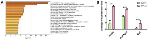 MAT2 MAT1 Differentially Expressed Gene Analysis A GO Analysis Of