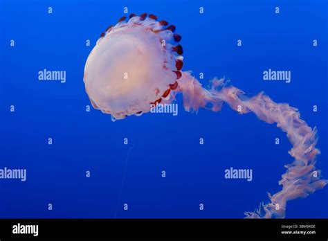 Translucent Jellyfish Floating In A Deep Blue Aquatic Environment At