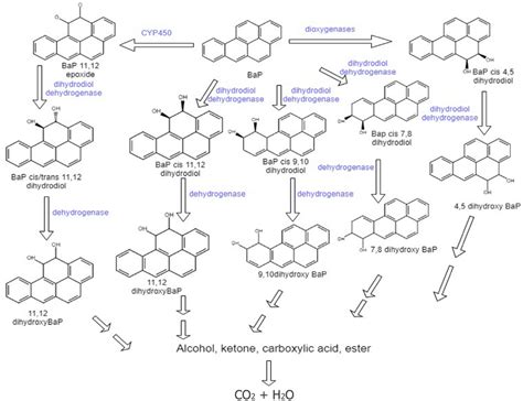 Proposed Bacterial Bap Degradation Pathway Bacteria Generally Use